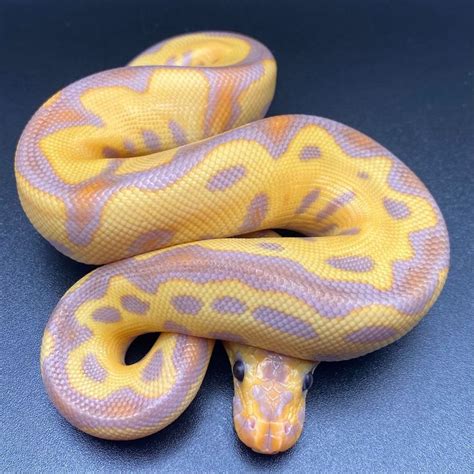 Coral Glow Female Maker Leopard Clown Ball Python By Kori Martin Reptiles Ball Python Pet