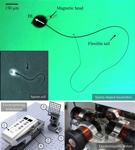 Robotic Sperms Mnrlab Robotic Sperms Mnrlab