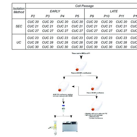 Experimental Design And Schematic A Randomized 8 × 2 Factorial Is