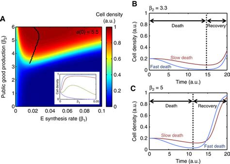 Predicted Optimality In Programmed Death A Simulated Fitness