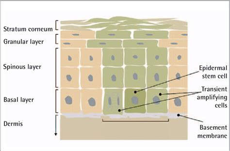 Plant Stem Epidermis
