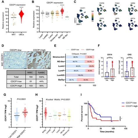 Cdcp1 Expression Is Elevated In Advanced Uc And Enriched In Basq