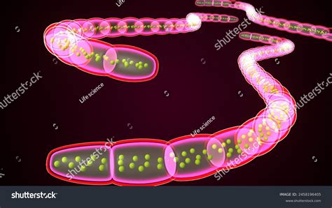 3d Illustration Microscopic Filamentous Structure Stock Illustration 2458196405 Shutterstock