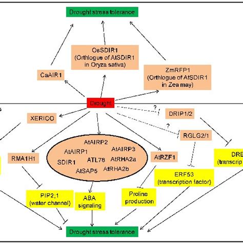 Drought Stress Related Ring E3 Ligases In Plants Schematic Cartoon
