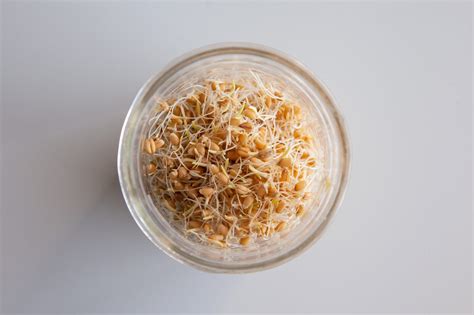 Benefits Of Sprouting Grains —everything You Need To Know