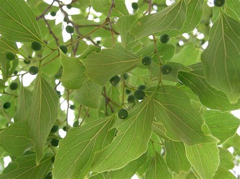 Hackberry Treescape Certified Arborists
