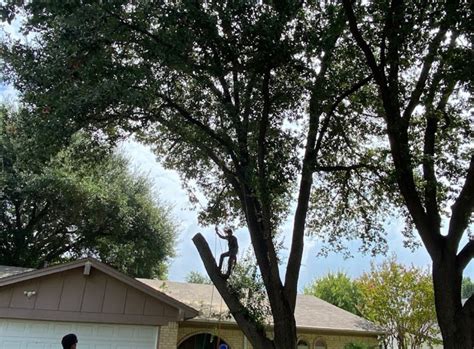 Tree Pruning Texas Tree Tops Tree Services