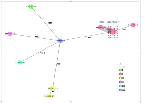 Minimum Spanning Tree Mst Of Fourteen C Sakazakii Strains The