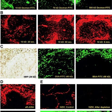 A Localization Of 10 70 And 500 Kd Fitc Labeled Dextran 10 Min Download Scientific Diagram
