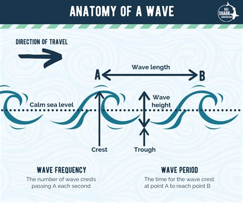 Anatomy Of Waves Marine Conservation Conservation Marine Biology
