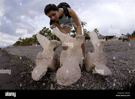 Researcher Mr Examining Gray Whale Skeleton Eschrichtius Robustus Sea