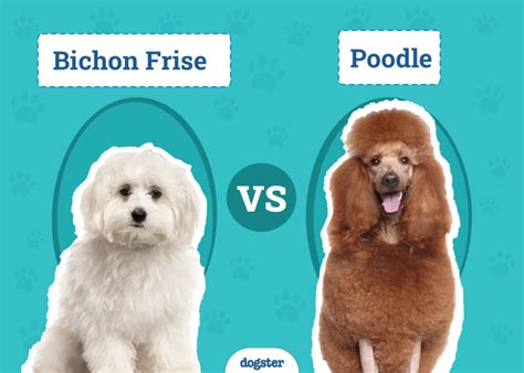 Whats The Difference Between A Dachshund Dotson And Doxin Dogster