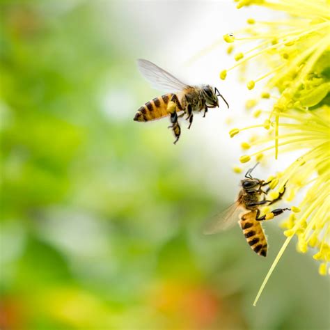 What S The Difference Between A Bee And A Wasp