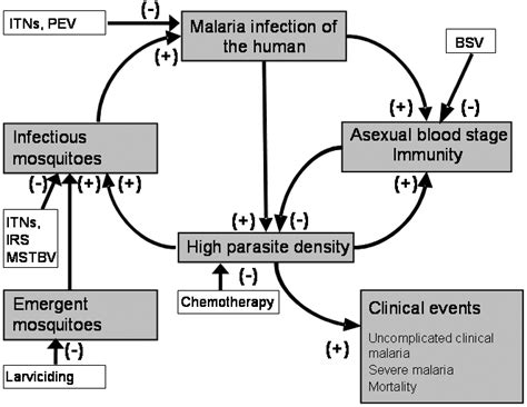 Towards A Comprehensive Simulation Model Of Malaria Epidemiology And