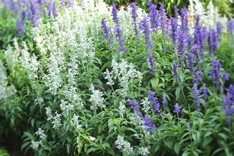 23 Natural Pest Fighting Plants To Tuck Into Your Garden This Spring
