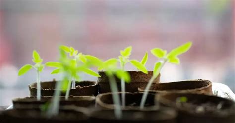 Розсада буде міцною і не витягуватиметься городники розкривають секрети Читайте на Ukr Net