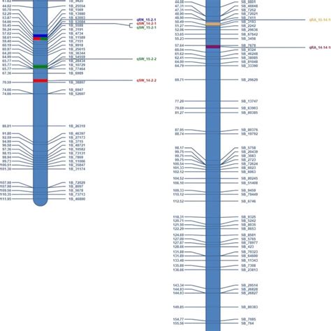 Measuring Seminal Root Angles For Each Plant The Angle Between The Download Scientific