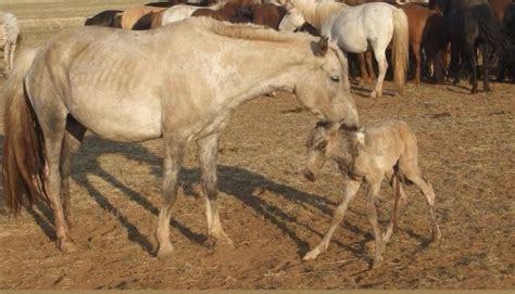 Морины Зээ гэж Сайхан уу Миний Монголын ахан дүүсээ Дөнгөж төрсөн нялх унаганы нойтон