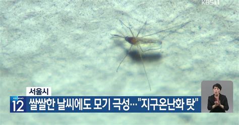 [기후는 말한다] 서울시 쌀쌀한 날씨에도 모기 극성…“지구온난화 탓”