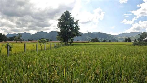 တိုက်ပွဲ ပြင်းထန်နေတဲ့ ပင်လောင်း ဖယ်ခုံနယ်စပ်မှာ ဒေသခံတွေ သီးနှံရိတ်သိမ်းဖို့ ခက်ခဲနေ နိုင