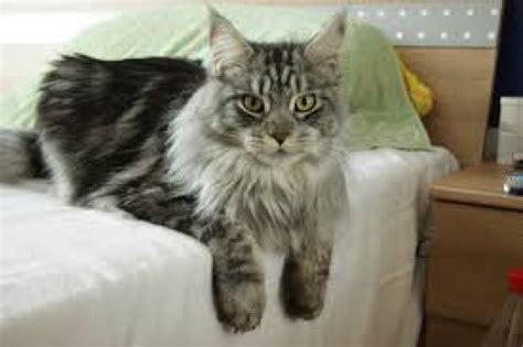 20 Razas De Gatos Peludos CaracterÍsticas E ImÁgenes