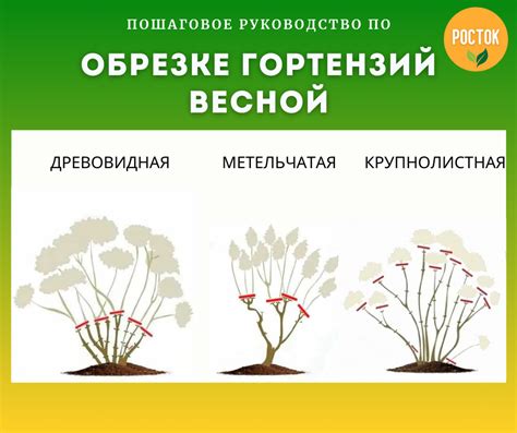 Как обрезать гортензию весной пошаговое руководство для садоводов в 2025 г Гортензия Летние