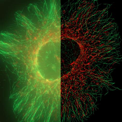 Deconvolution Toolkit Zeiss