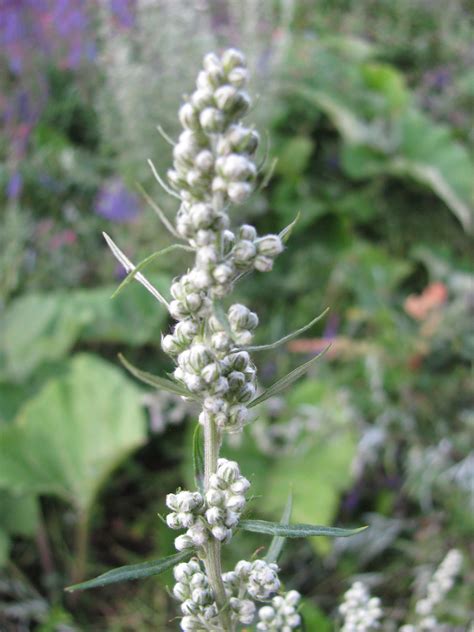 Artemisia absinthium L. Полынь горькая — Planta Medica