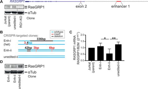 Dysregulated Rasgrp1 Expression Through Runx1 Mediated Transcription Promotes Autoimmunity Pmc