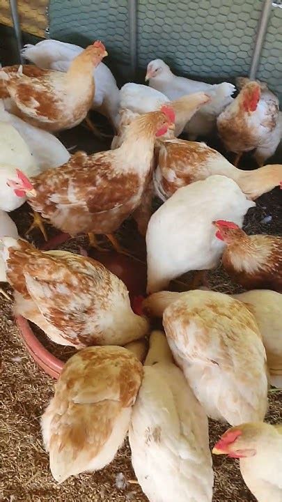 토종닭병아리생후67일차 병아리 병아리키우기 귀농귀촌 Youtube