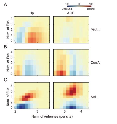 Lectin Specificities To Discriminate Glycoprotein Microheterogeneity Download Scientific