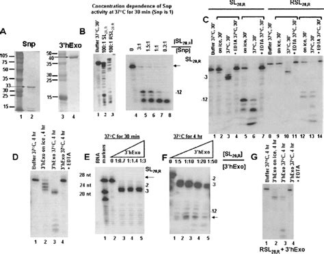 Snp And 39hexo Activity Toward Histone Mrna Stem Loop Substrates A Download Scientific