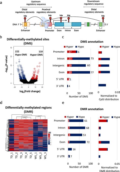 7q11 23 Deletion Promotes Genome Wide Aberrations In The Human Frontal Download Scientific