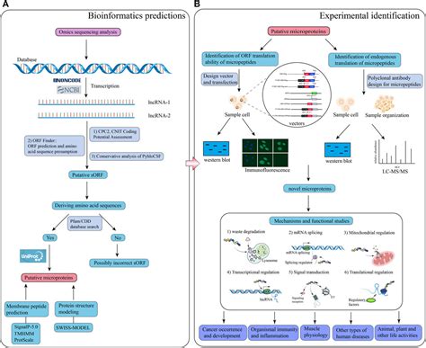 Frontiers Functional Micropeptides Encoded By Long Non Coding Rnas A