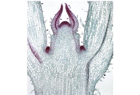Coleus Shoot Tip Diagram Quizlet