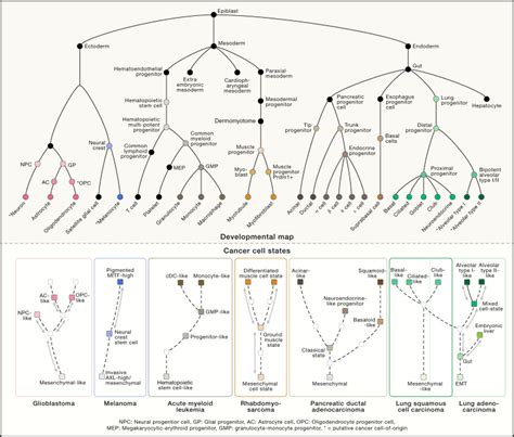 a developmental constraint model of cancer cell states and tumor