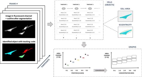 Image Analysis Workflow Including Segmentation Identification Of