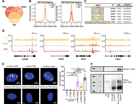 Yap Tp63 And Teads Associate And Show Common Genomic Binding Regions