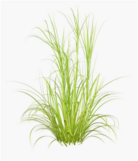 Tall Grasses Png