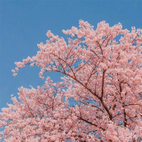 樱花背景图 摄影师 장동원 堆糖，美图壁纸兴趣社区