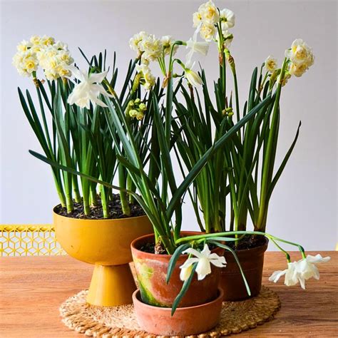 Jonquil Flower Meaning And Symbolism In Different Cultures