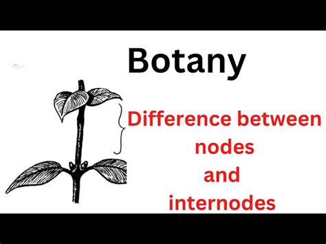 Nodes And Internodes