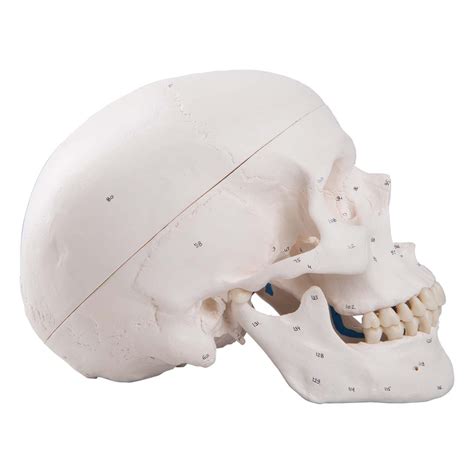 Osteopathic Skull Model 22 Part Didactical Version Southern Biological