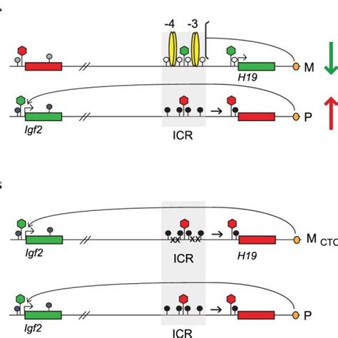 Overlapping Binding Sites In The Icr For Ctcf And Zfp57 Trim28 Setdb1 Download Scientific