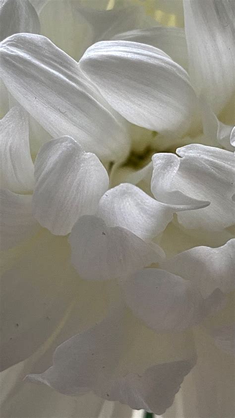 Flower white нежность белый цветок хризантема обои эстетика