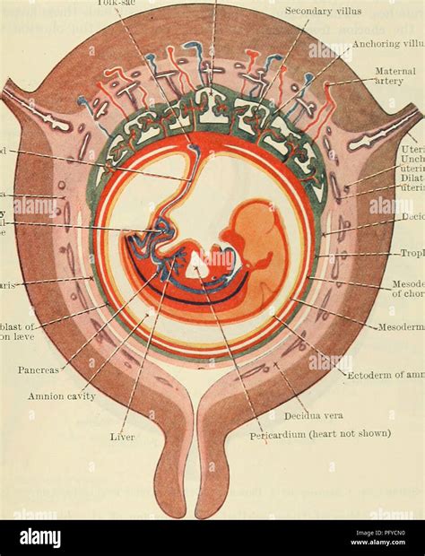 Anatomy Of Human Placenta 1 Comparative Anatomy Of The Mouse And Human