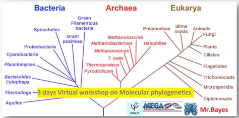 Three Days Workshop On Molecular Phylogenetics From Basic To Advance