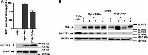 The S71f Allele Of Myc Differs From Wild Type Myc In Its Interactions