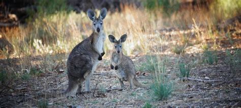 Image Of Common Wallaroo Austockphoto