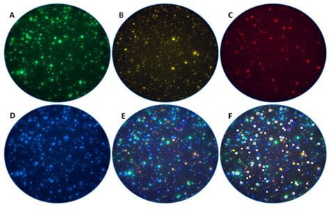 Detection Of Antigen Specific T Cell Lineages And Effector Functions Based On Secretory Signature